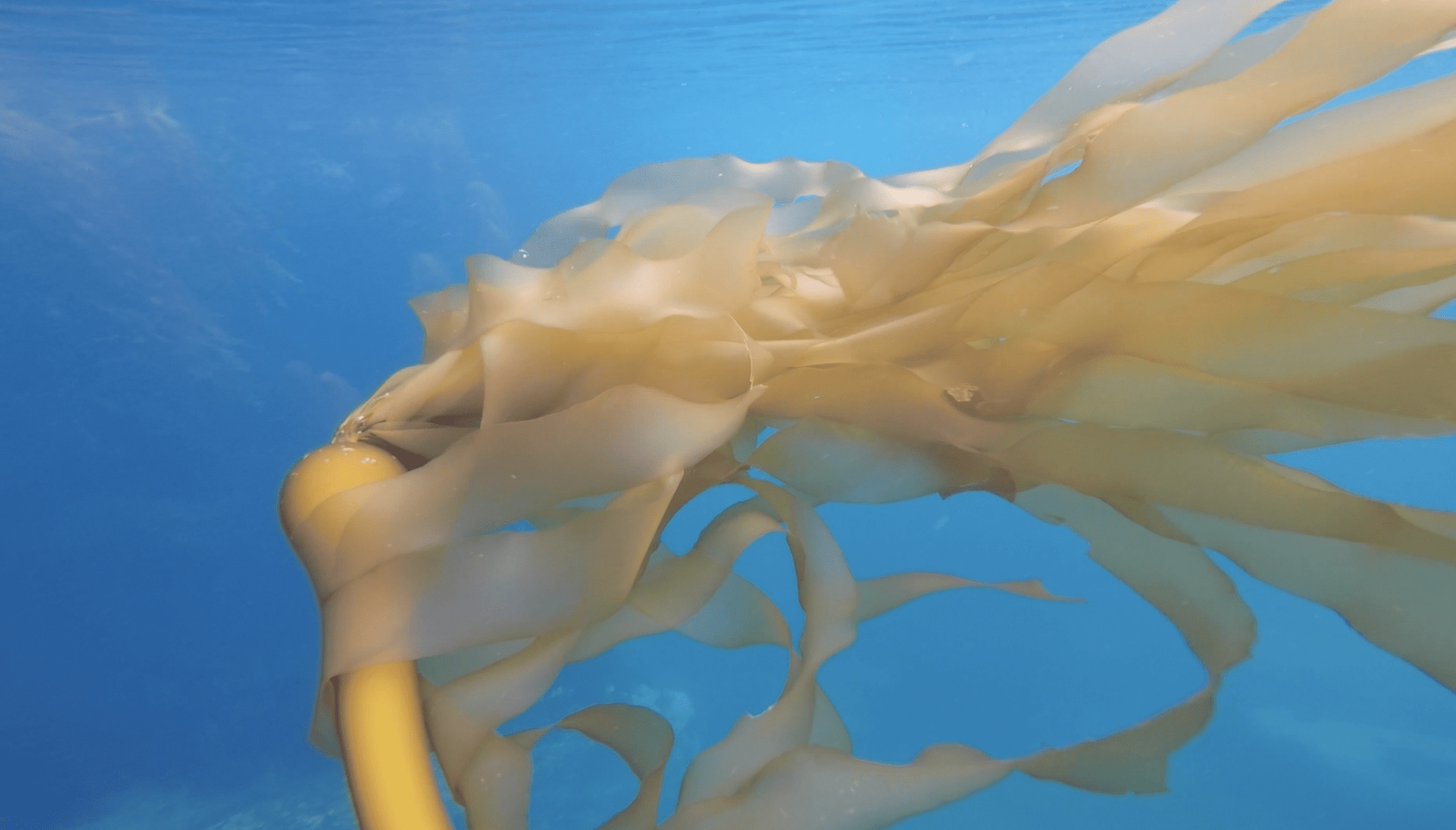 Creature Feature - Northern Abalone