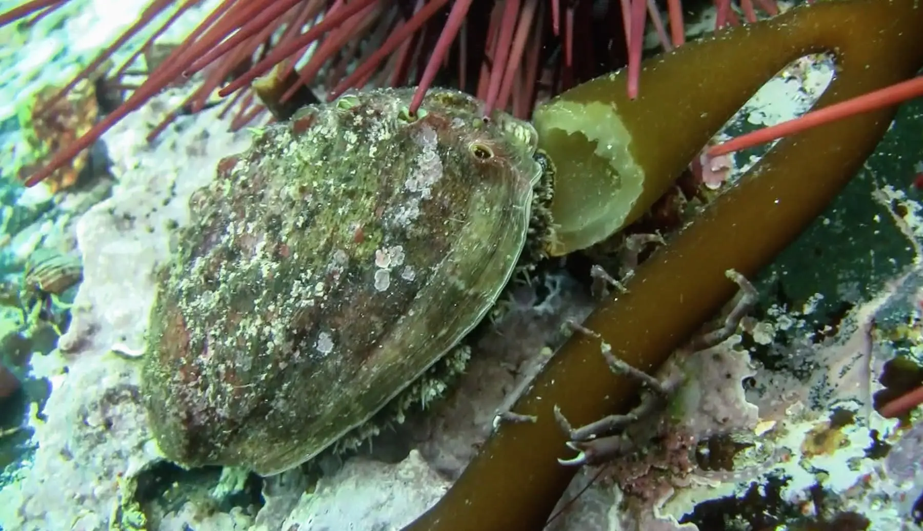 Creature Feature - Northern Abalone